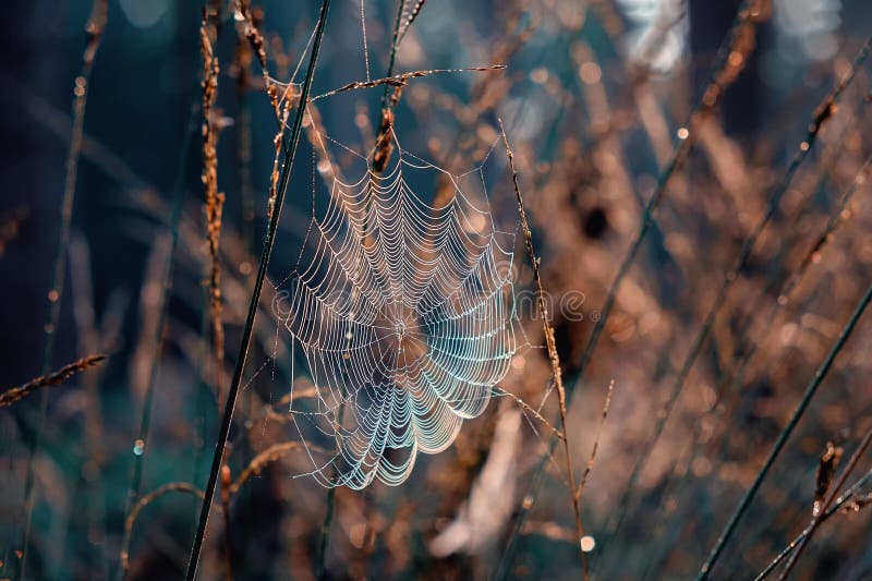 Spider on Its Web Delicately Suspended in a Tree Stock Image - Image of ...