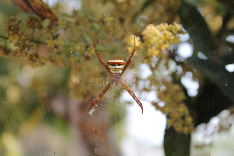 Spider stock image. Image of spider, flowering, mango - 38893521