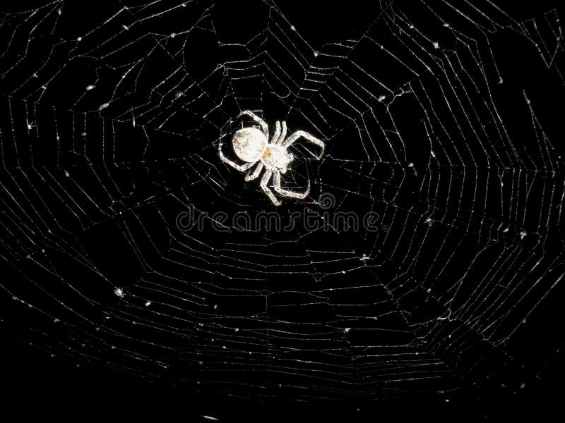 Spider in Web at Night stock image. Image of side, lighting - 366880999