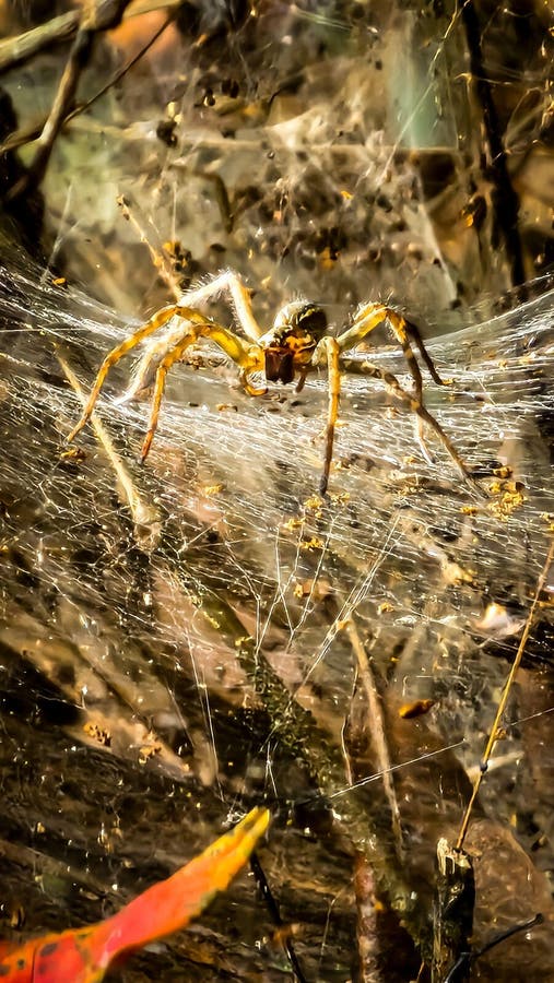 Spider in its web stock illustration. Illustration of attention - 376917467