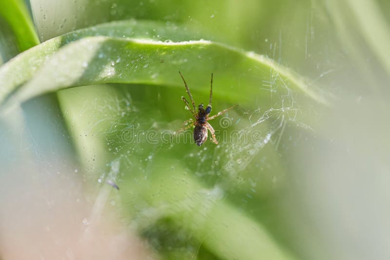 Spider on Its Web in Nature. the World of Insects in Macro Shooting ...