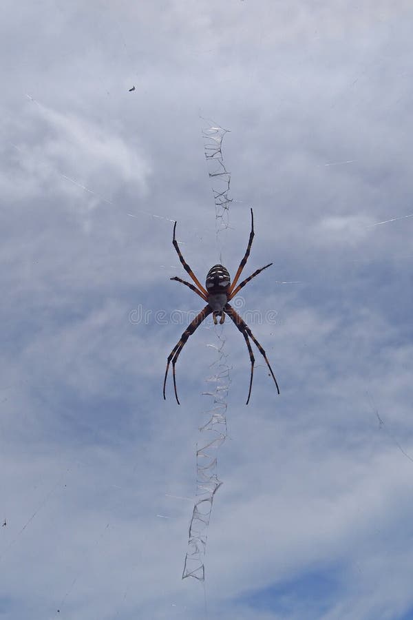 Spider in Web with Clouds in the Background. Stock Photo - Image of ...