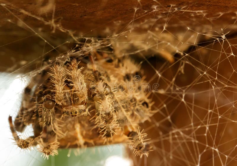 Of a Spider in Its Web, Showing Intricate Details of the Web and the ...