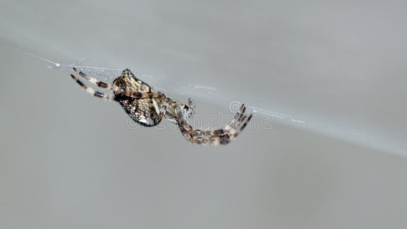 Side View Spider Its Web Stock Photos - Free & Royalty-Free Stock ...
