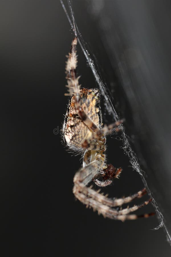 Side View Spider Its Web Stock Photos - Free & Royalty-Free Stock ...