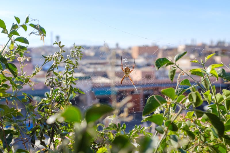 Spider on Its Web Over Marrakech Stock Image - Image of spider, wild ...