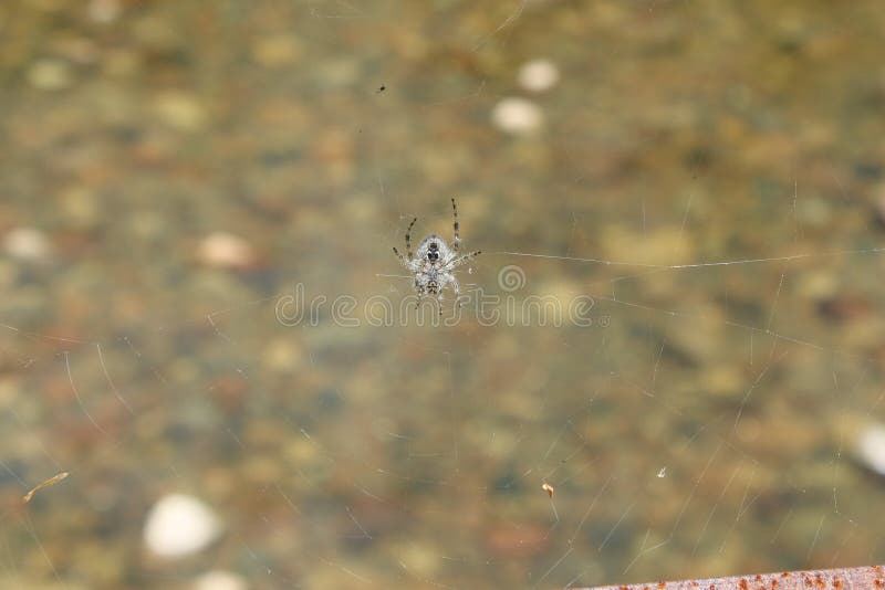 Spider in its web stock image. Image of webs, strand - 185960459