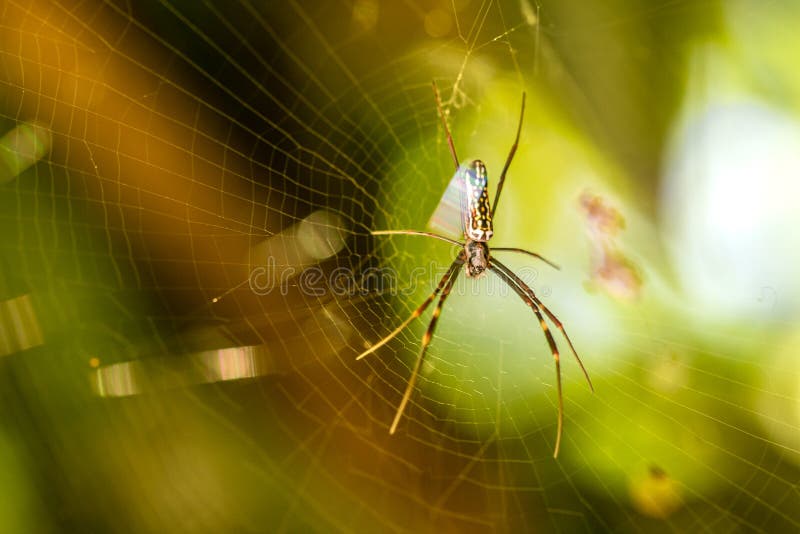 A Spider in Its Web in the Tree. Stock Photo - Image of spiderweb ...