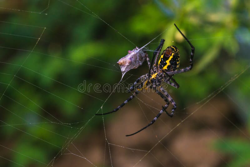 A Spider on Its Web is Wrapping a Trapped Insect As Food Stock Image ...