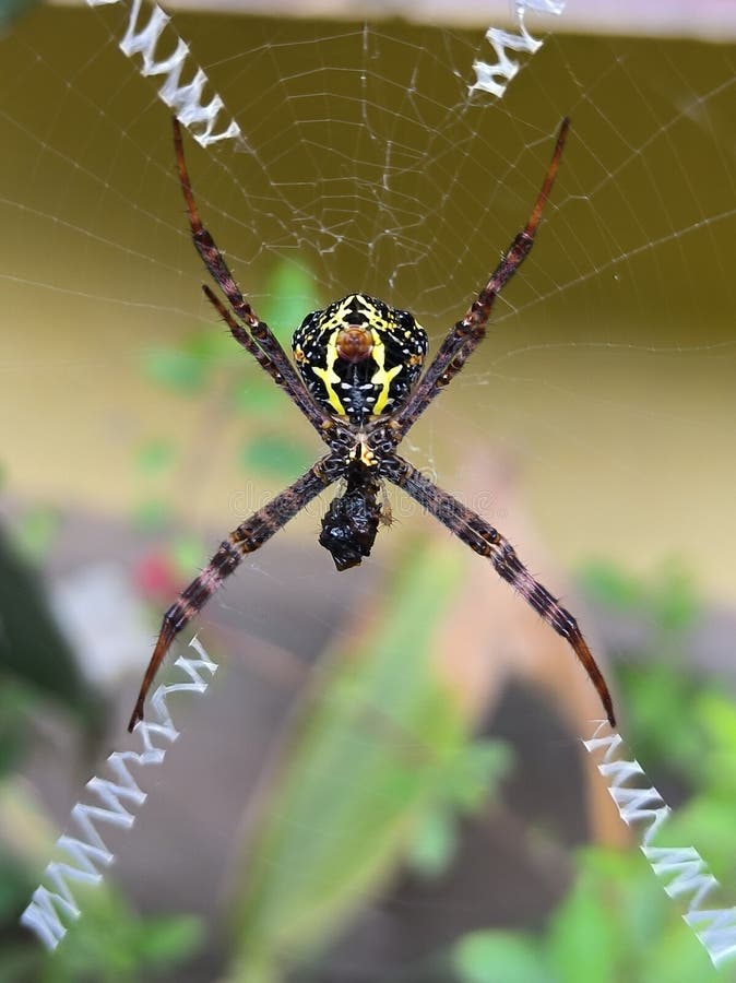Spider Japanese Eating Inside Stock Image - Image of eating, spider ...