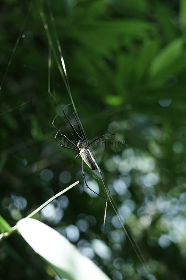 Spider,of java stock photo. Image of animal, bokehsunligt - 179472670