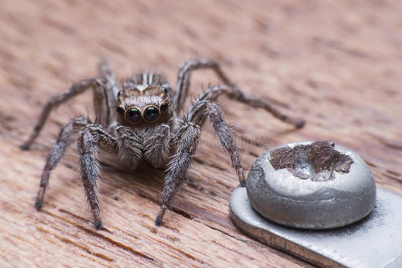 Rare Jumping Spider Stock Photos - Free & Royalty-Free Stock Photos ...