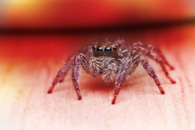 Spider stock photo. Image of hunters, small, magnification - 58200124