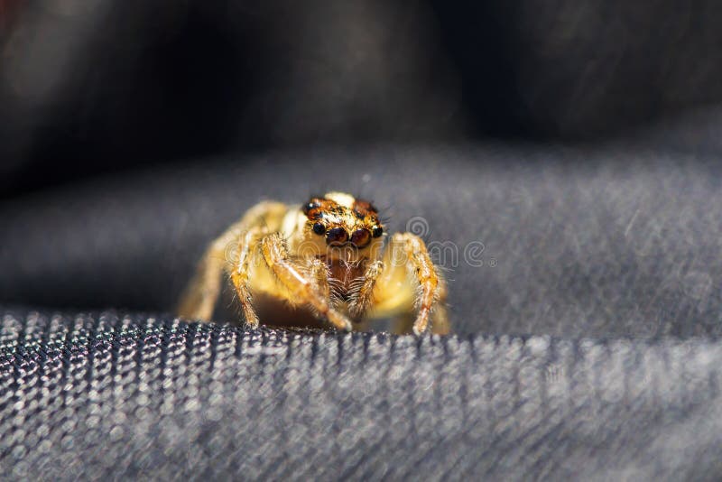 A Spider Jumping on the Skin Stock Image - Image of arachnid, skin ...