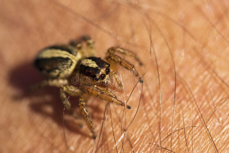 A Spider Jumping on the Skin Stock Photo - Image of garden, skin: 255671872