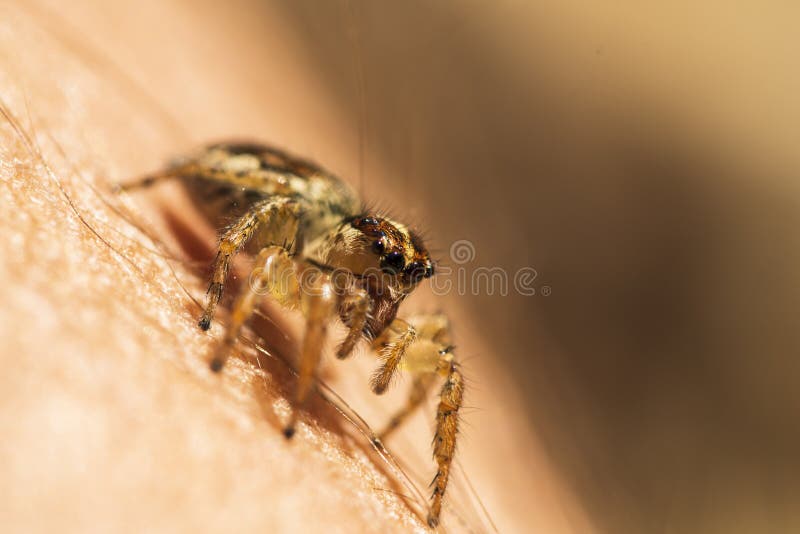 A Spider Jumping on the Skin Stock Image - Image of arachnid, skin ...