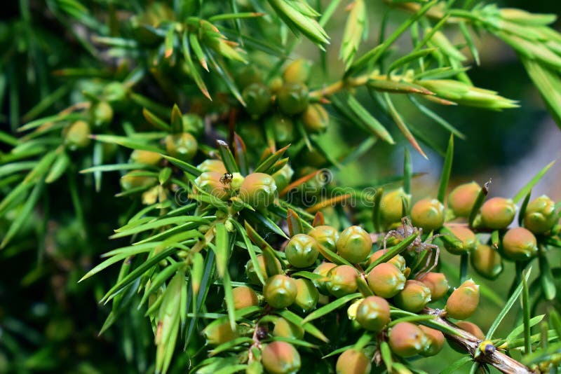 Spider on juniper stock image. Image of forest, juniper - 140570855