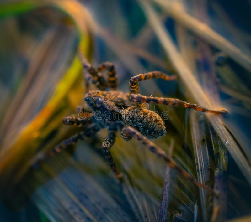 Spider stock image. Image of closeup, isolated, spider - 121320651