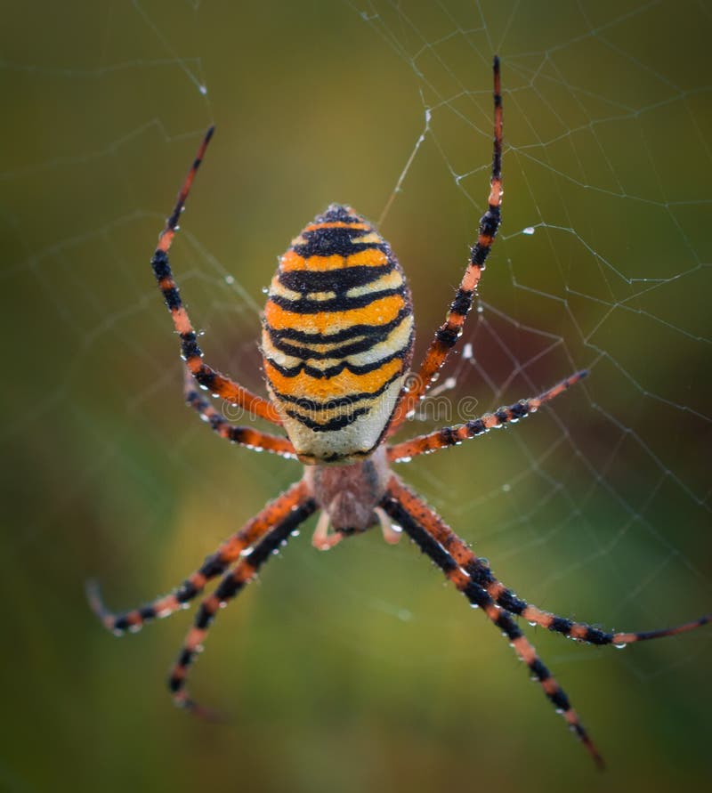 Spider stock image. Image of yellow, summer, spider - 115117279