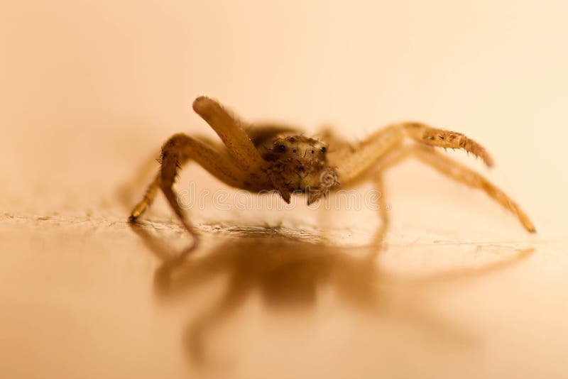Spider stock image. Image of legs, floor, possition - 104954127