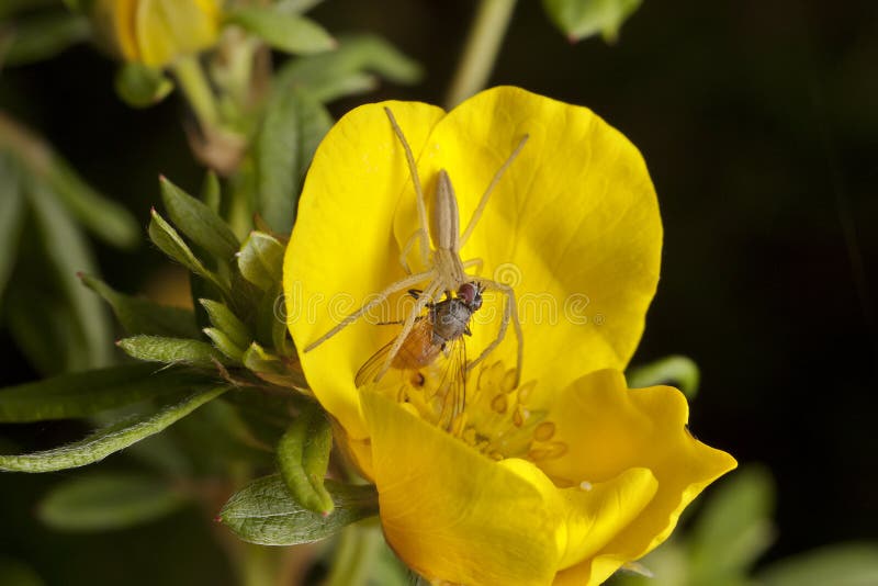 Spider killing fly stock image. Image of dead, insect - 10739737