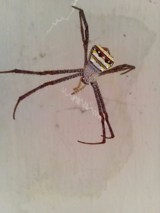 The King spider stock photo. Image of close, eyes, spider - 141018662