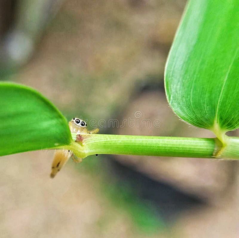 This is a Spider. Known As the Bagheera Kiplingi or Jumping Spider ...