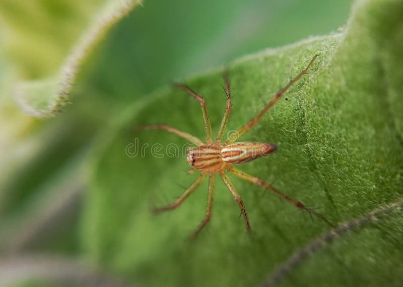 A Spider Known As Oxyopes Salticus on the Eggplant Leaf Stock Photo ...