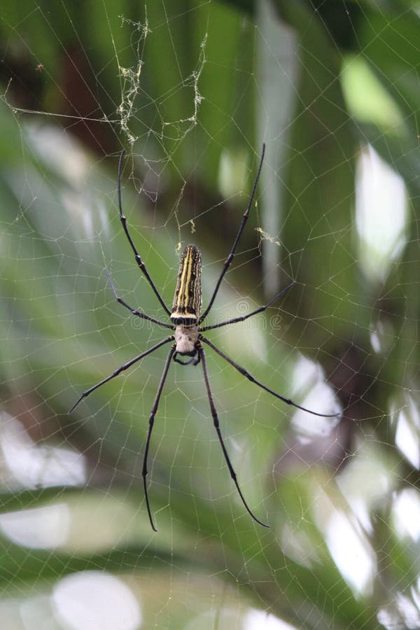 Spider Laba-Laba stock image. Image of balinese, silk - 49148551