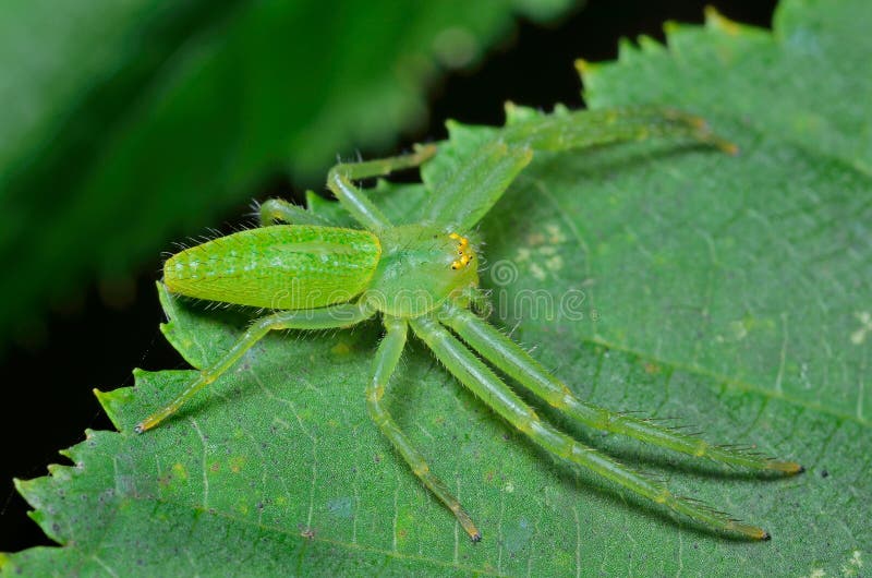 Spider on leaf 2 stock photo. Image of background, closeup - 27670648