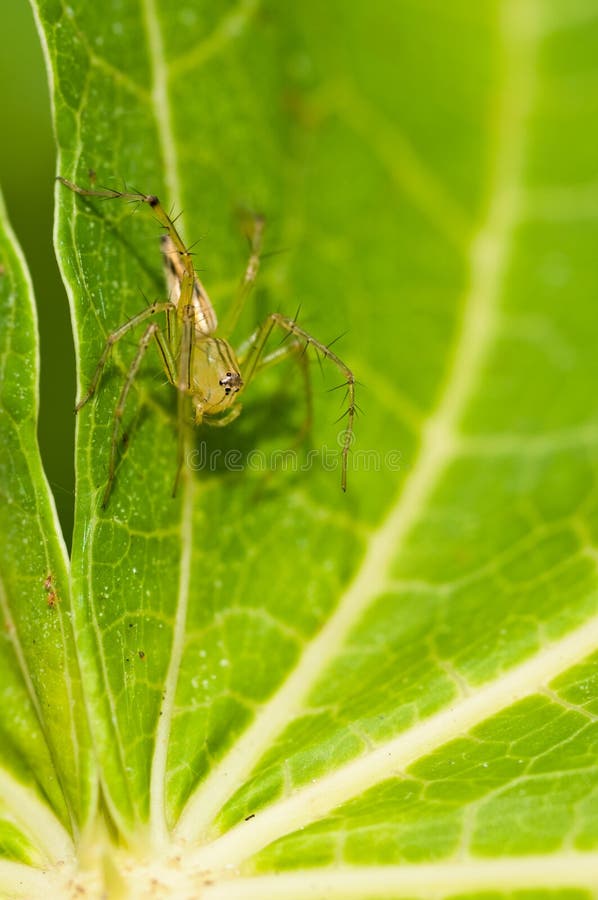 Spider on leaf stock photo. Image of grass, insects, hunter - 20420850