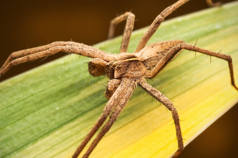 Macro Shot of a Big Spider Standing on a Green Yellow Leaf Stock Image ...