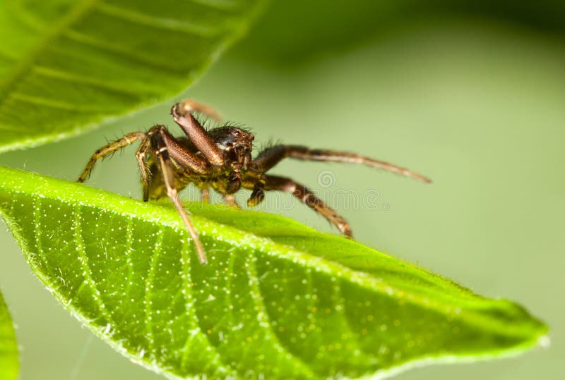 Spider Pose Stock Images - Download 244 Royalty Free Photos