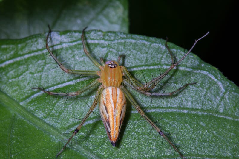 Spider stock image. Image of animal, spider, wildlife - 77980589
