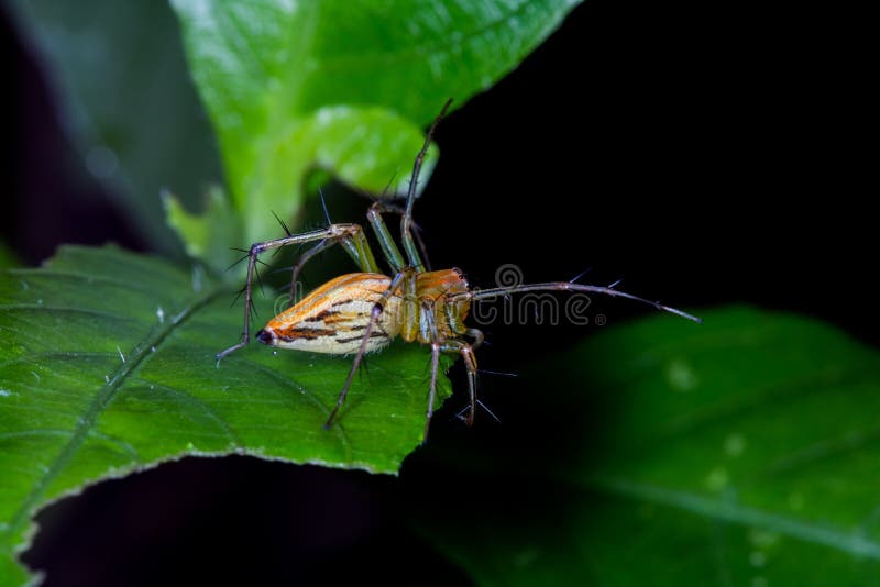 Spider stock image. Image of night, insect, spider, arthropod - 77980677