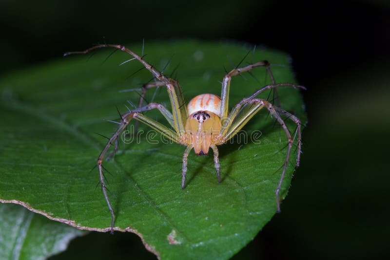 Spider stock image. Image of marcoanimal, spider, spidernight - 77980761