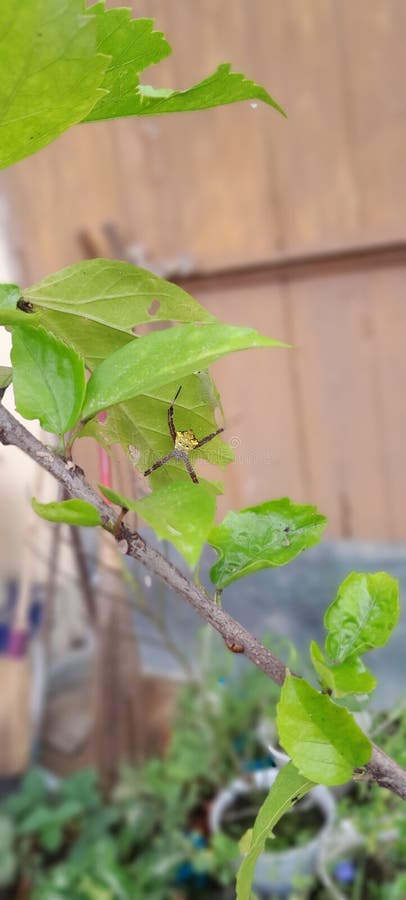 Spider in the leaf stock photo. Image of tree, spider - 261822382