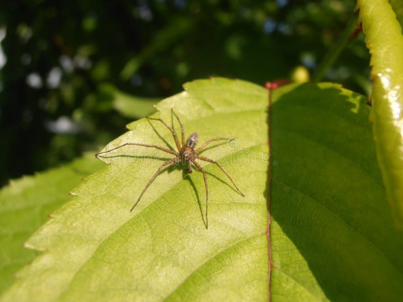 Spider on a Leaf stock image. Image of scary, spider - 153310425