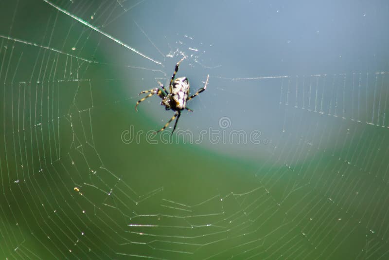 The Spider is on the Leaf To Trap the Prey Stock Image - Image of park ...