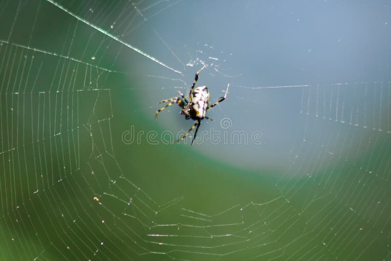 The Spider is on the Leaf To Trap the Prey Stock Photo - Image of silk ...