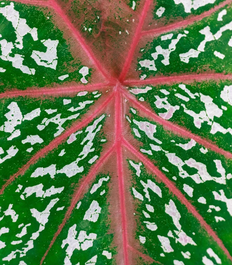 Spider leaves stock photo. Image of baeutiful, pink - 308119436