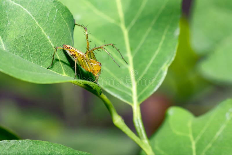 Spider on Leaves. Many Legged and Barbed Insect Animals Stock Photo ...