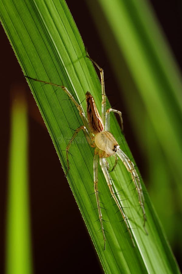 Spider stock photo. Image of insect, pest, paddy, thai - 47039096