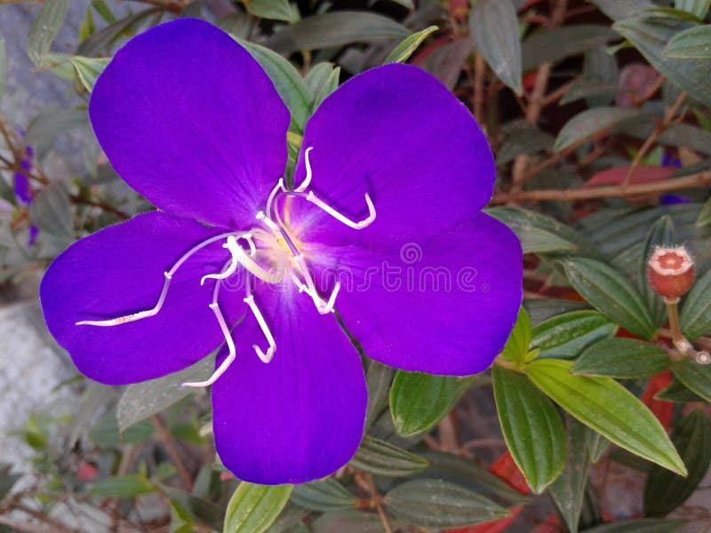 Spider Legs Flower with Its Little Bud or Buddy Stock Image - Image of ...