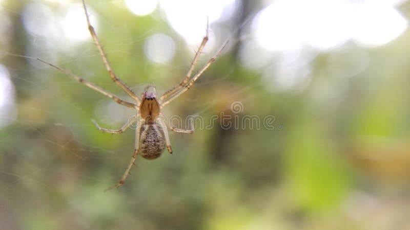 Spider with 7 Legs in the Forest Stock Image - Image of arachnid, close ...