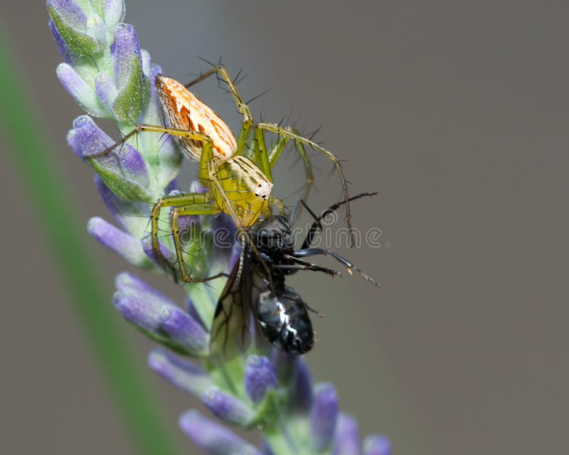 Spider - Life and Death stock photo. Image of purple - 31664082