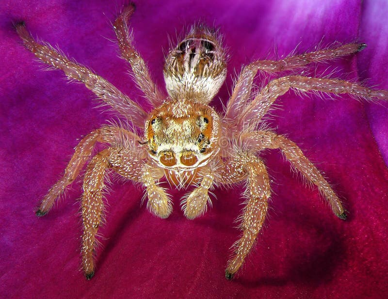 Spider on lilac flower stock image. Image of arachnid - 189324187