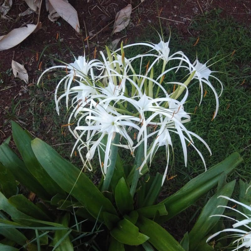 Spider Lily plants in wild stock photo. Image of herb - 200943980