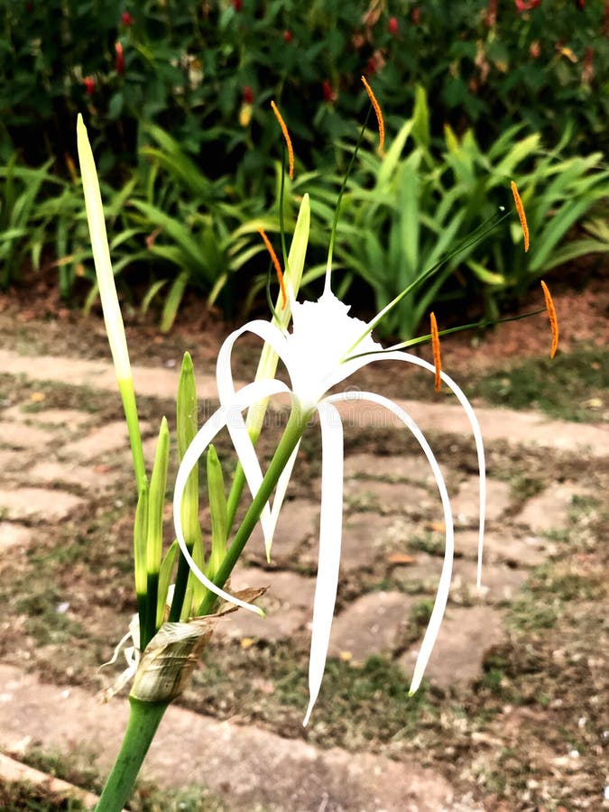 Spider lily stock photo. Image of flower, potret, spiderlily - 211957468