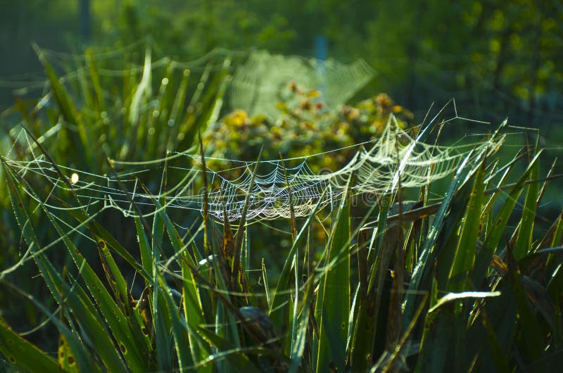 Spider line in the grass stock photo. Image of tissue - 157568206